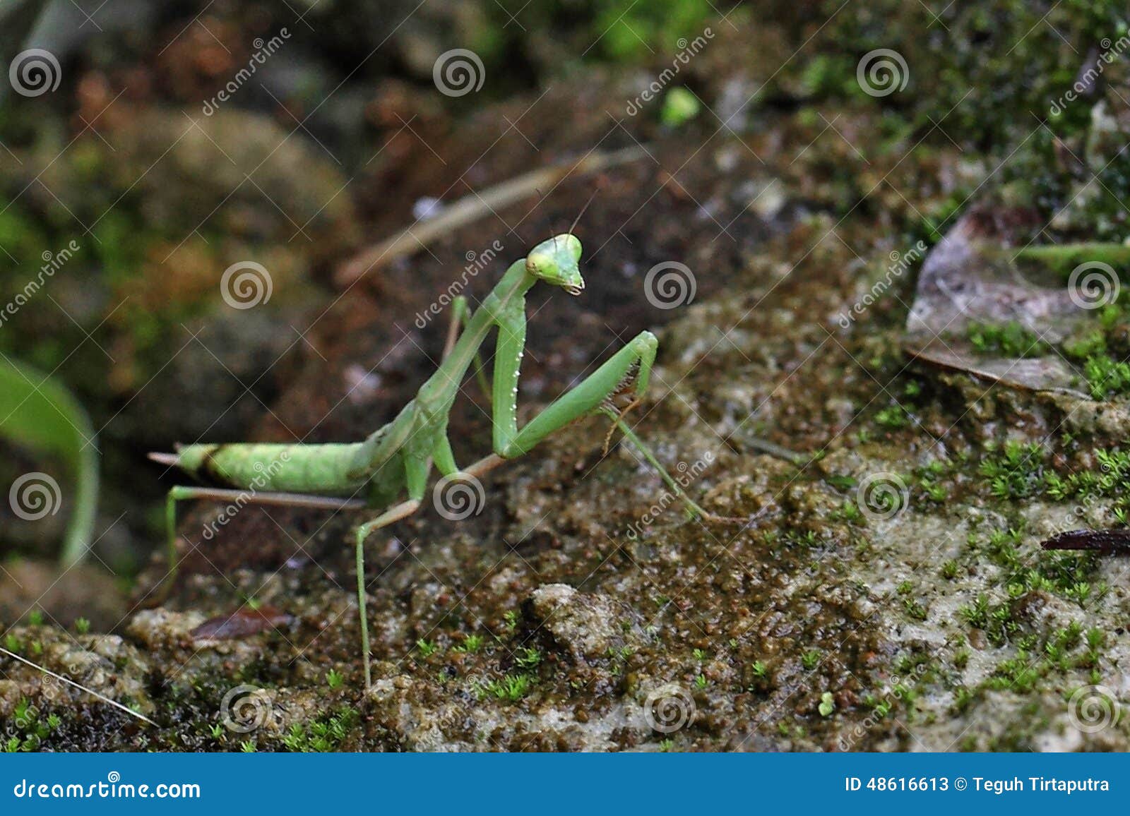 Praying Mantis stock image. Image of insects, nature - 48616613