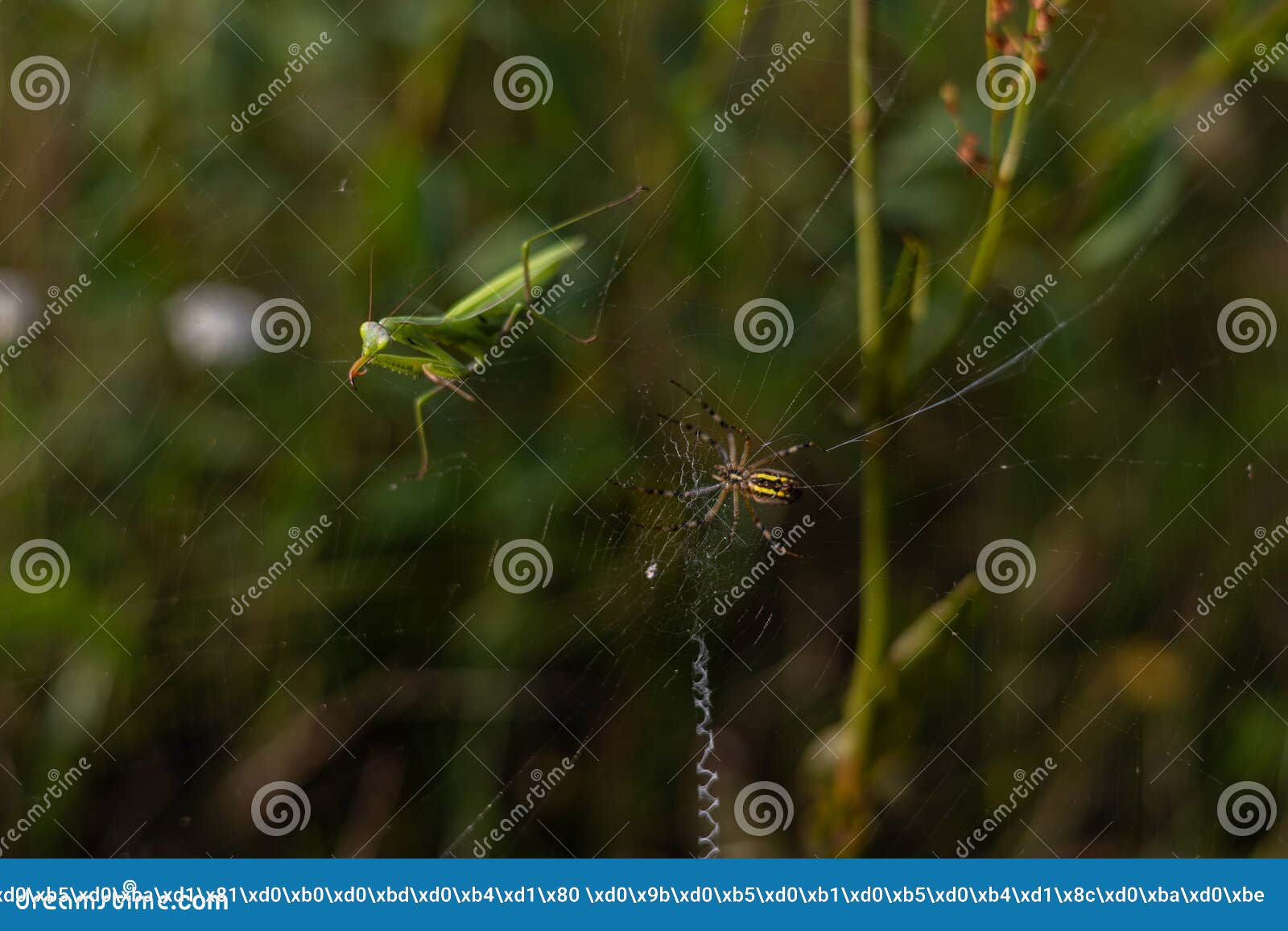 A Praying Mantis and a Spider Interact on a Web, Demonstrating a Moment ...