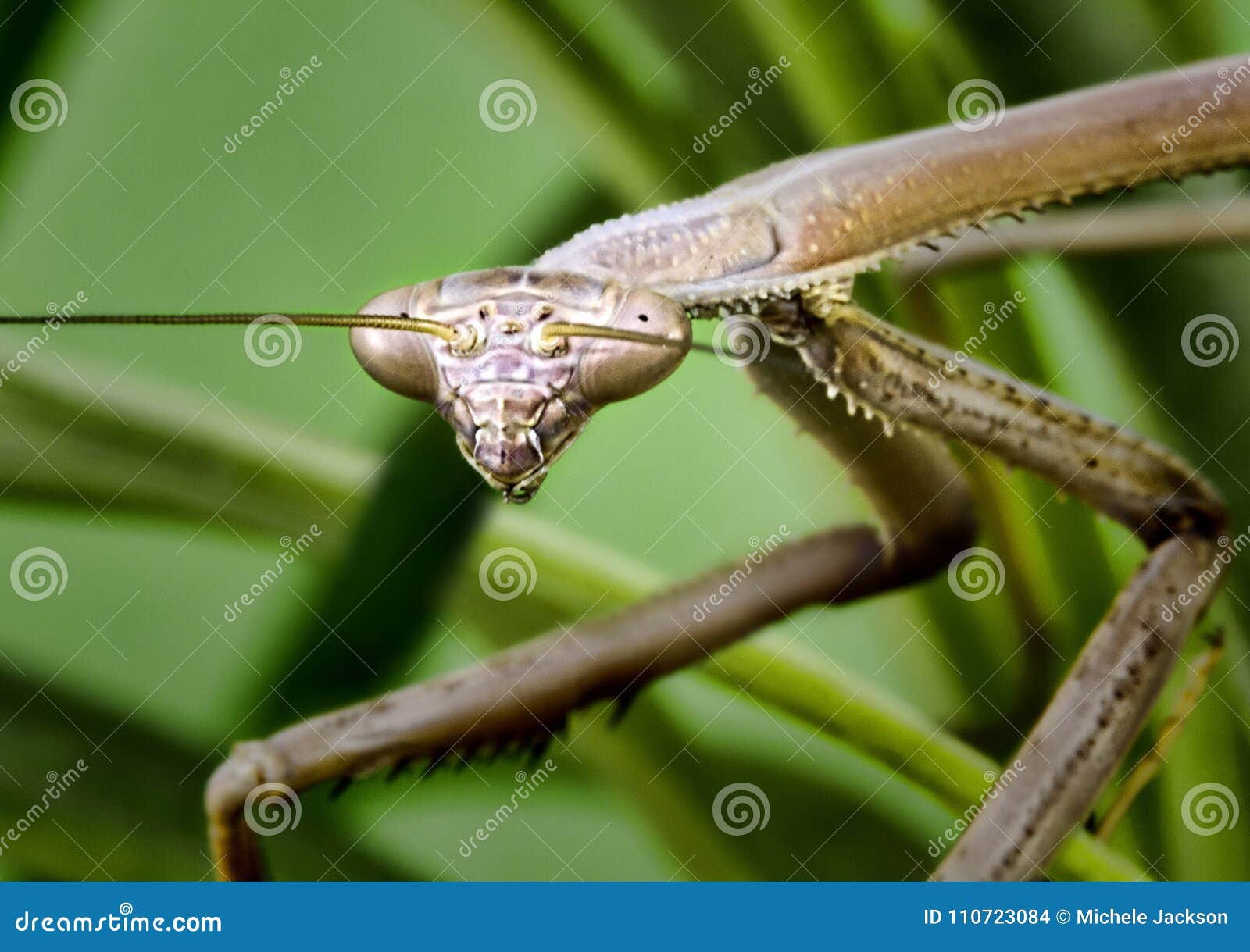 Praying Mantis Stalking Amongst Leaves Stock Photo - Image of close ...