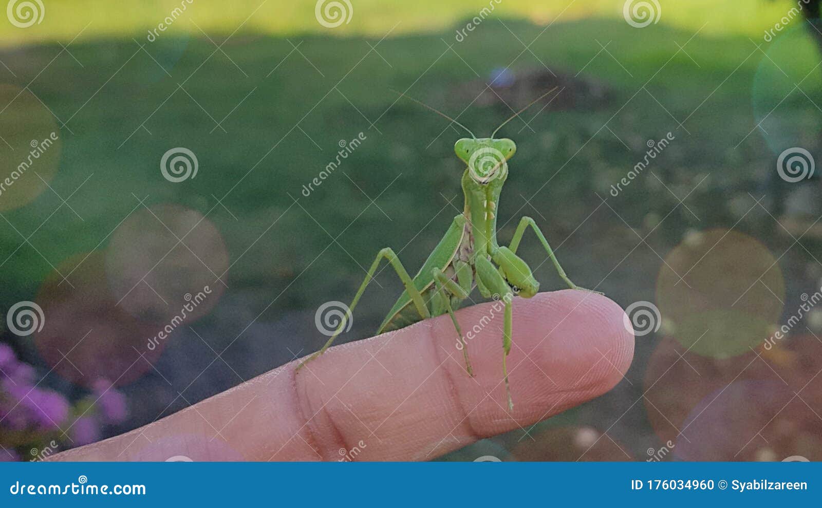 Praying Mantis on Finger stock photo. Image of biologist - 176034960
