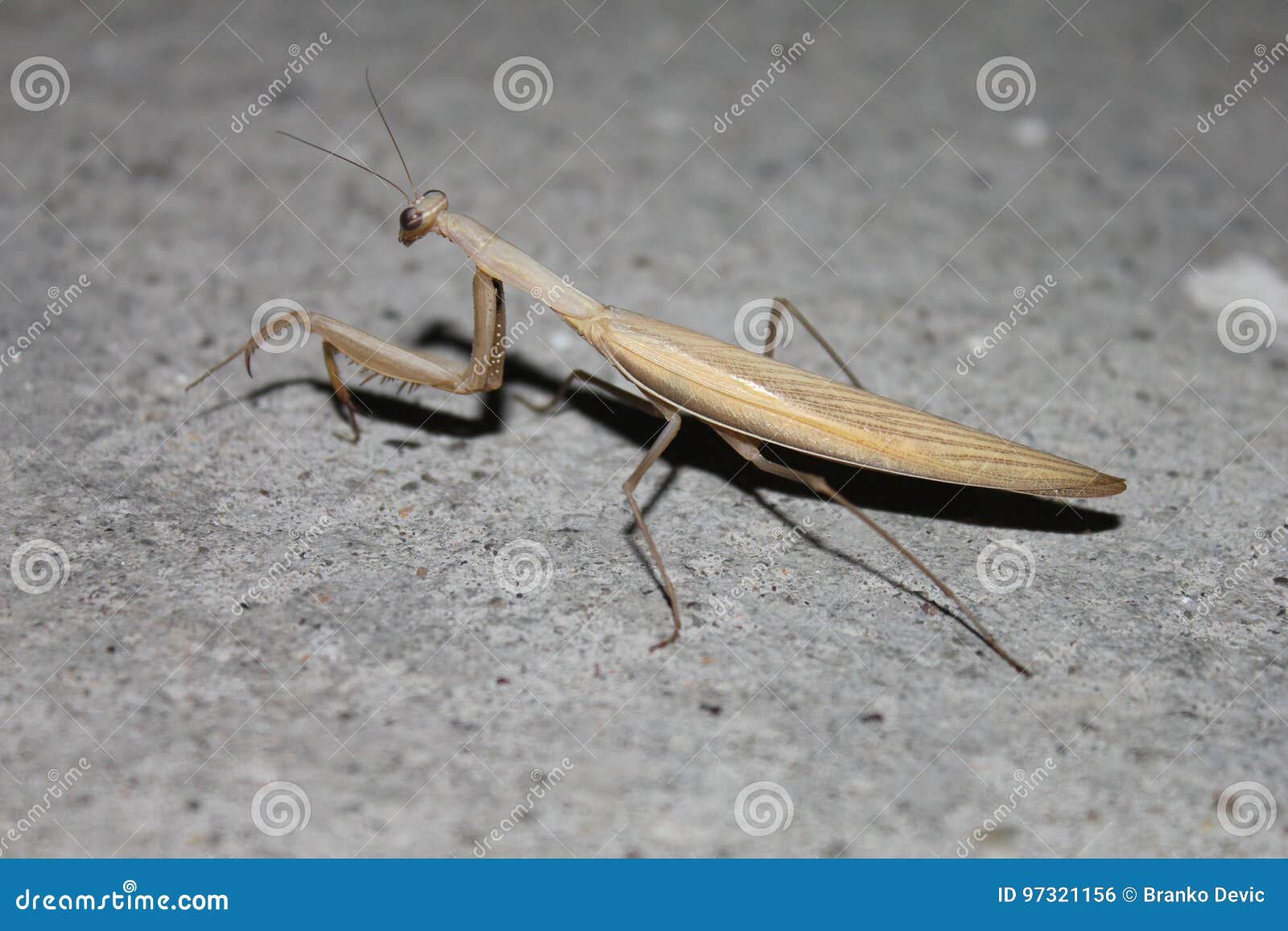 Praying mantis stock photo. Image of predator, insect - 97321156
