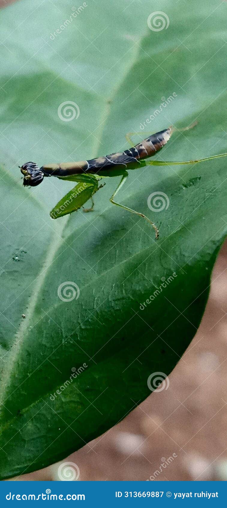 Praying Mantis is Standing on a LeafIn Garden? Stock Image - Image of ...