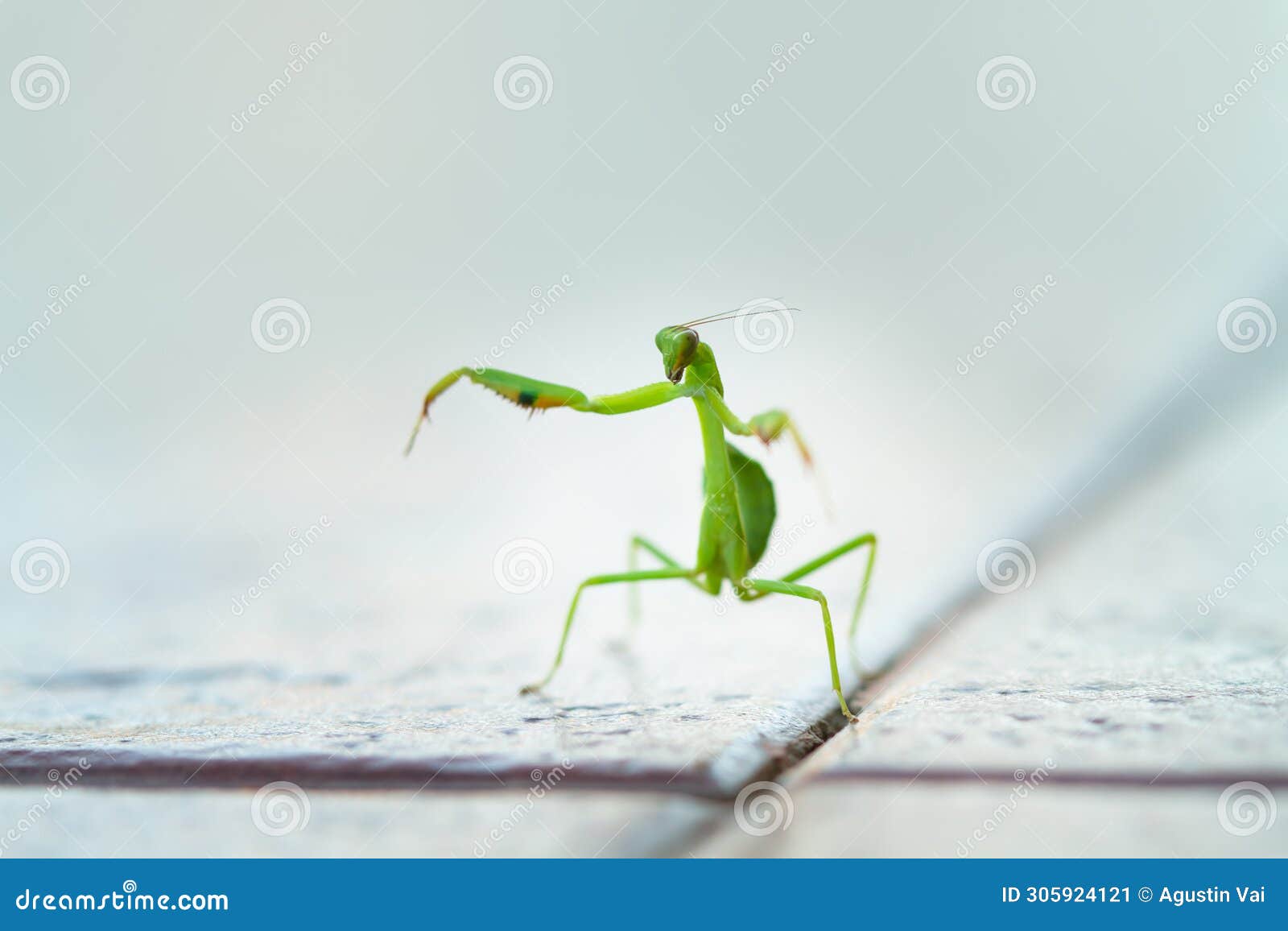 Praying Mantis Standing with Two Legs Raised Stock Image - Image of ...