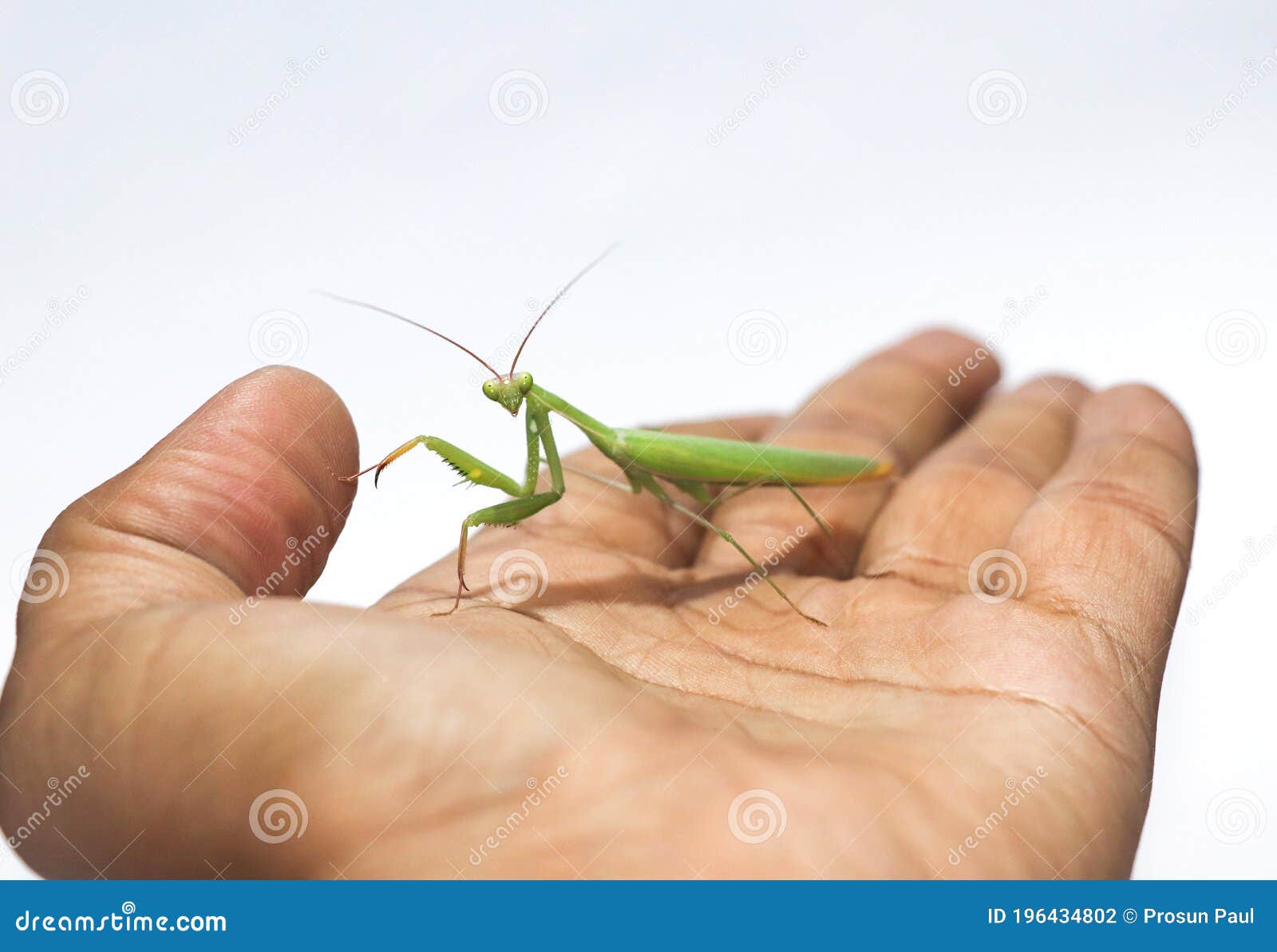 Beautiful Stock Illustration With Watercolor Hand Drawn Cute Animals On ...