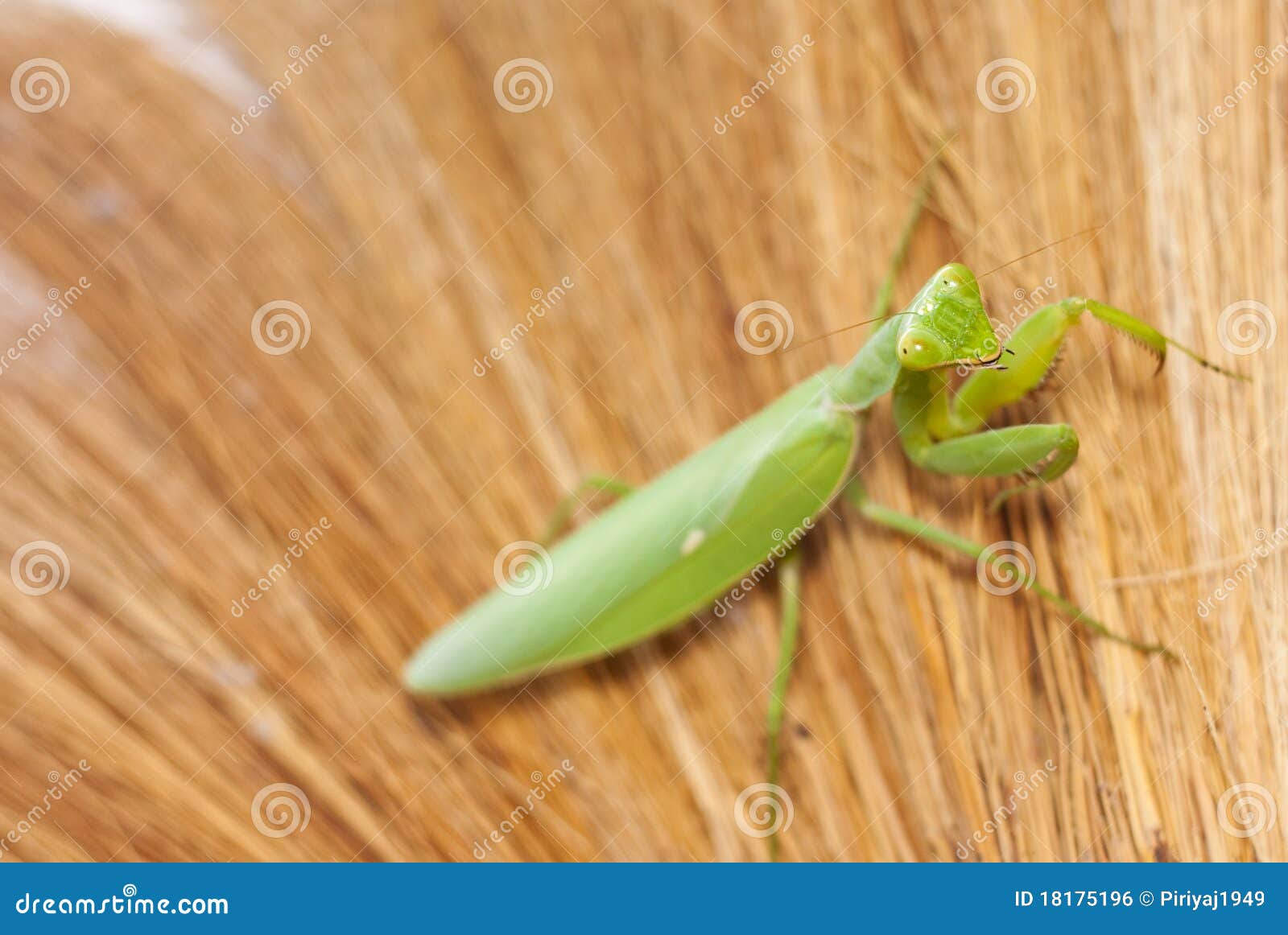 Praying Mantis Take Smile Action Stock Photo - Image of hopper ...
