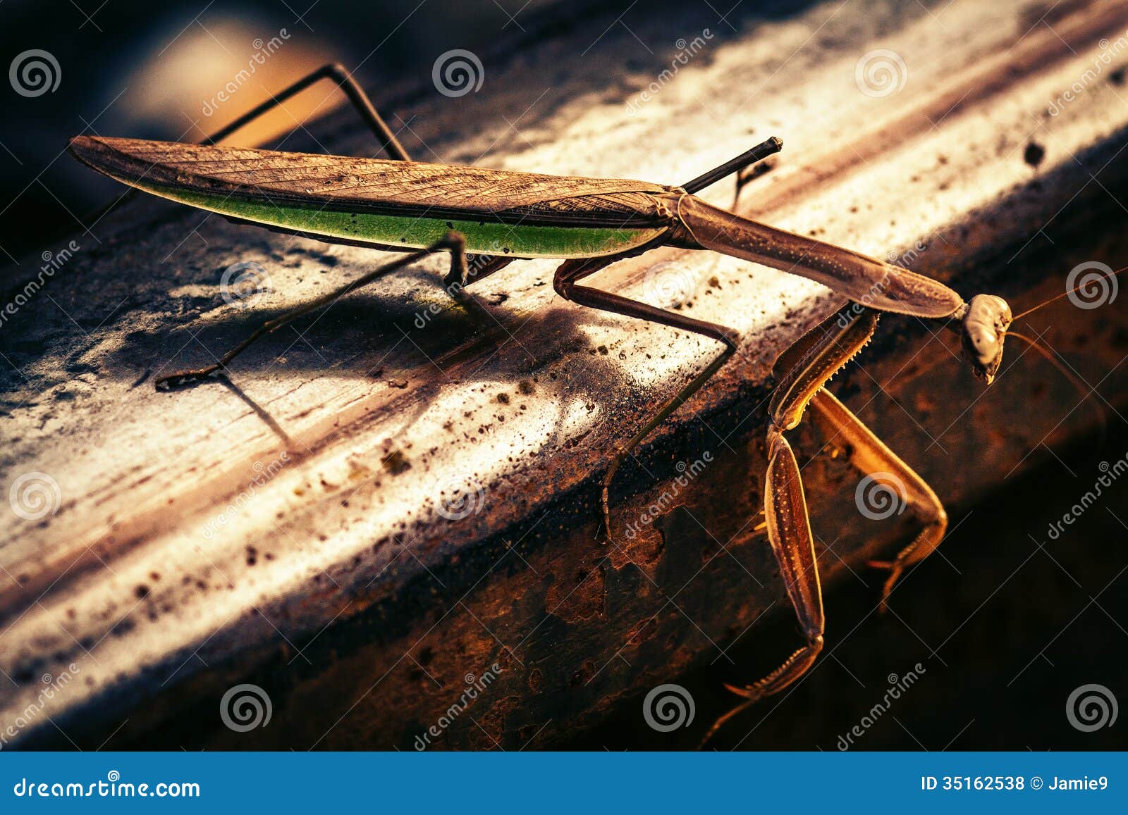 Praying Mantis on Tracks stock photo. Image of mantis - 35162538