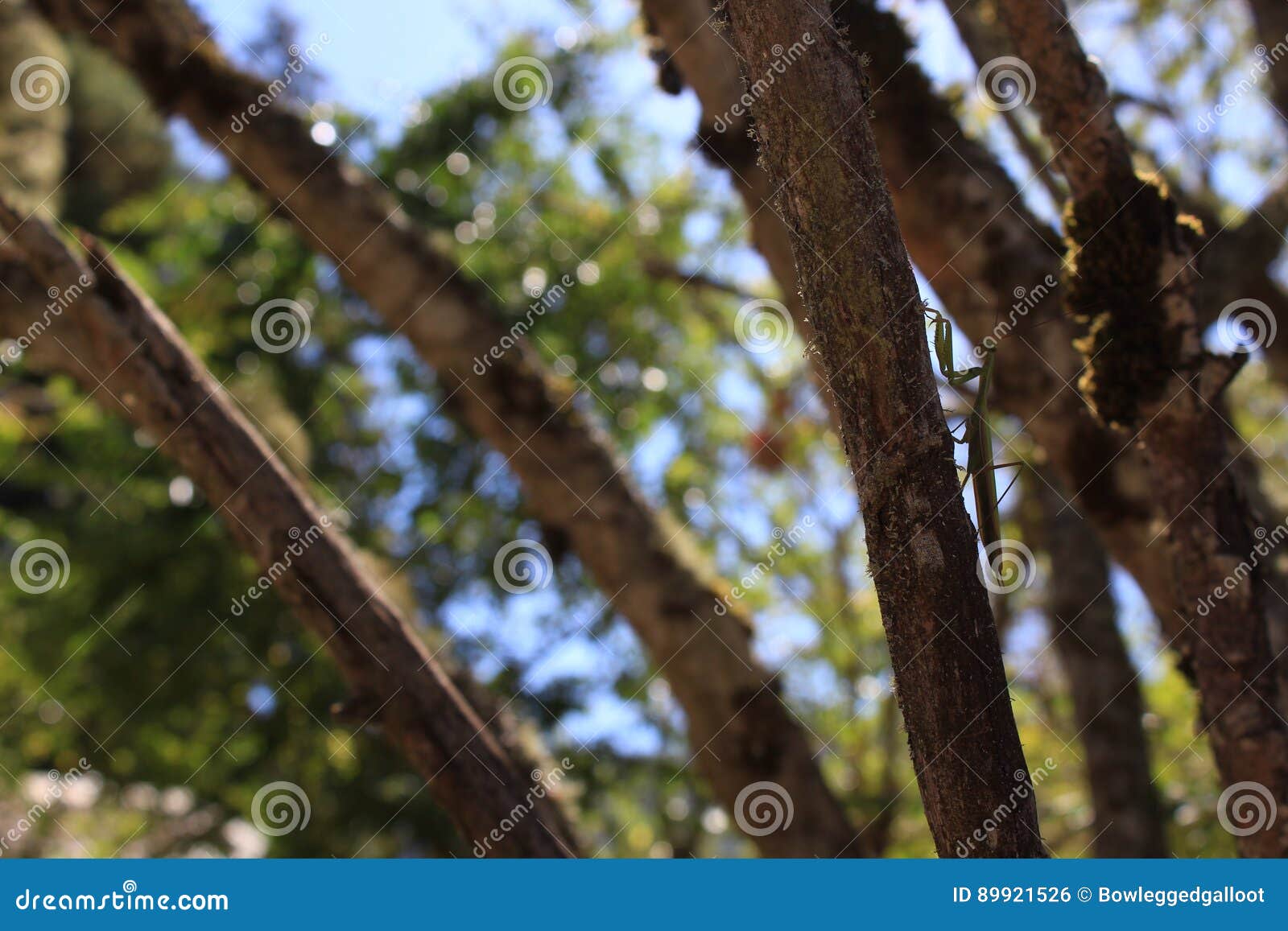 Praying Mantis in a Tree stock photo. Image of prayingmantids - 89921526