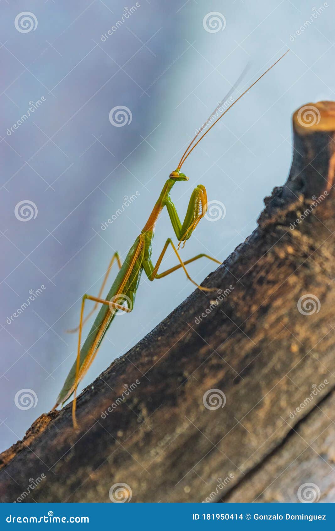 Praying Mantis on a Tree Trunk Stock Photo - Image of praying, antennae ...