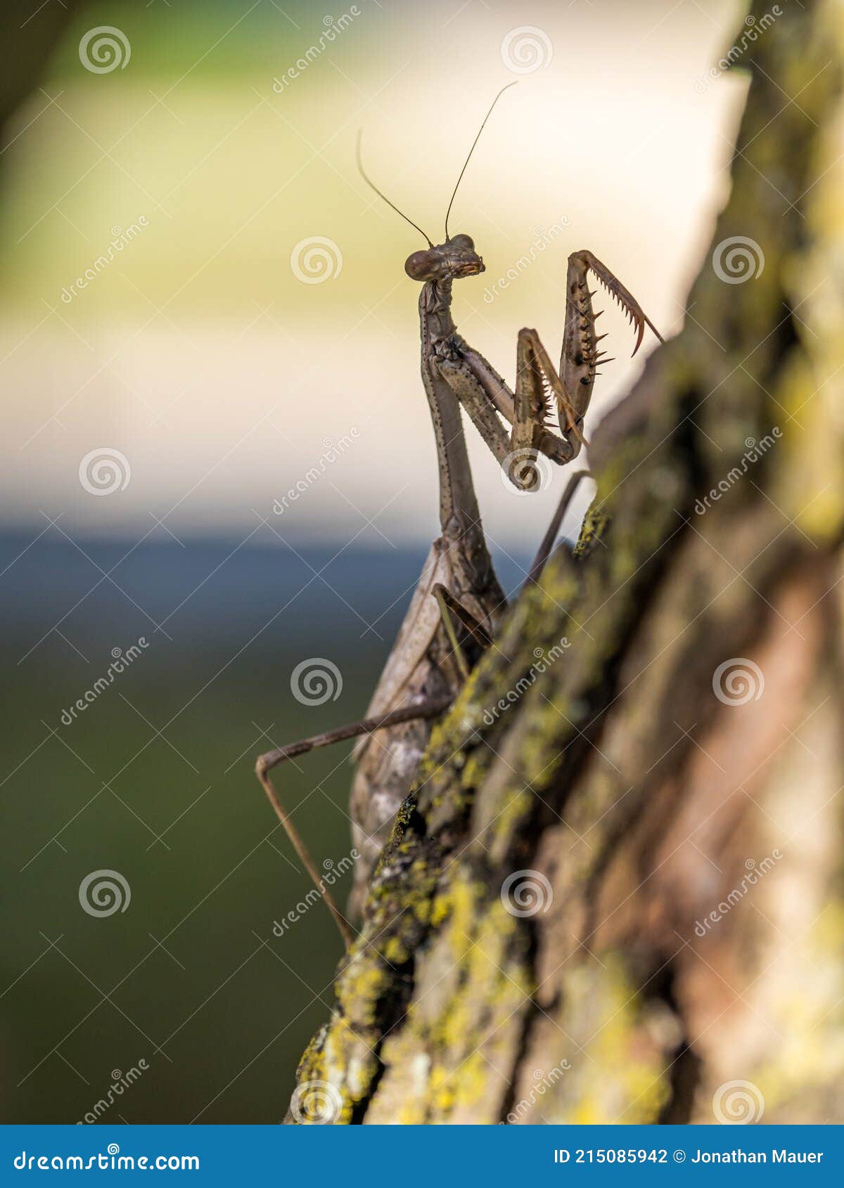 Praying Mantis on a Tree Trunk Stock Photo - Image of wild, bark: 215085942