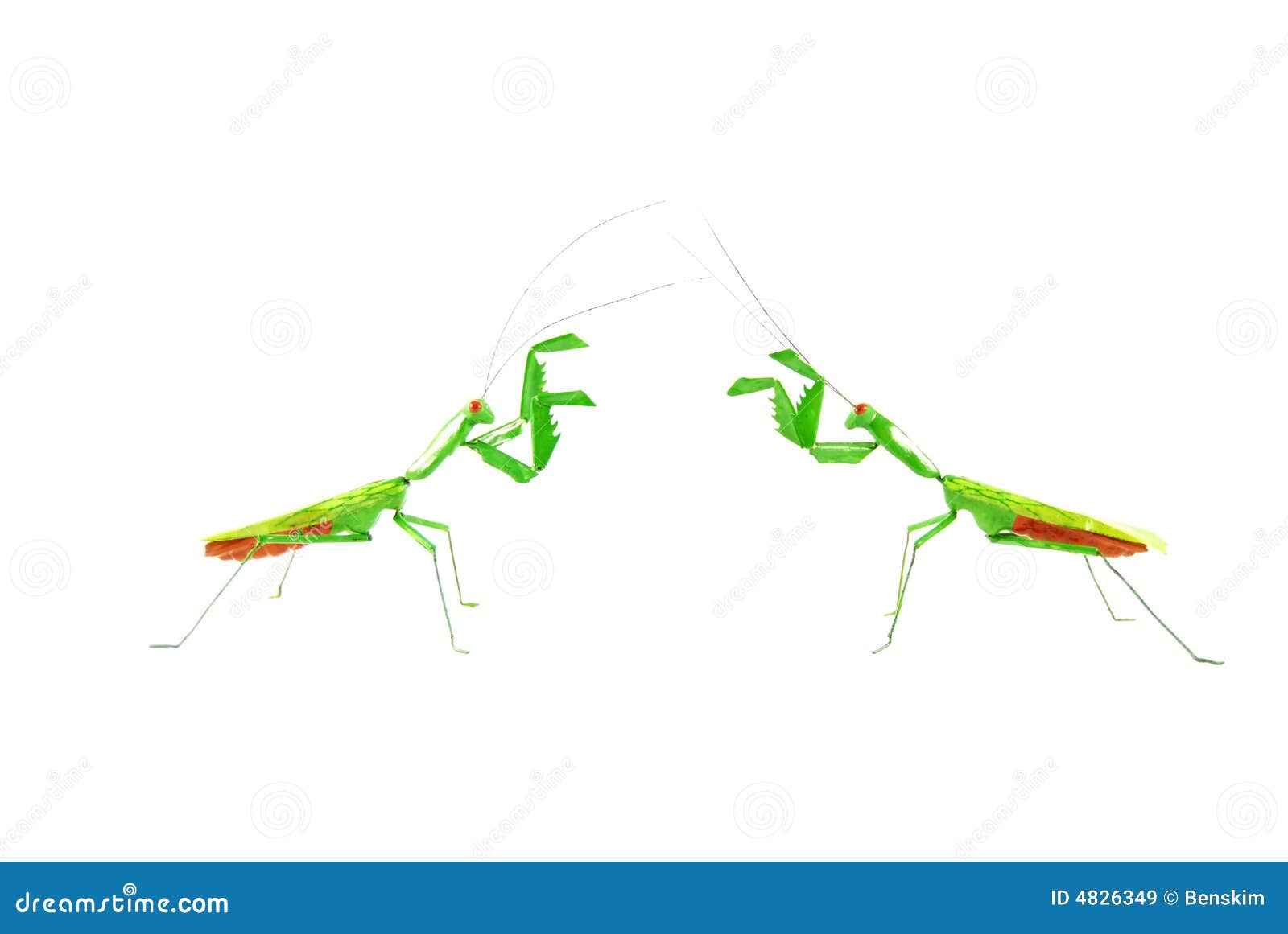 Praying Mantis Vs Praying Mantis 1f Picture. Image: 4826349