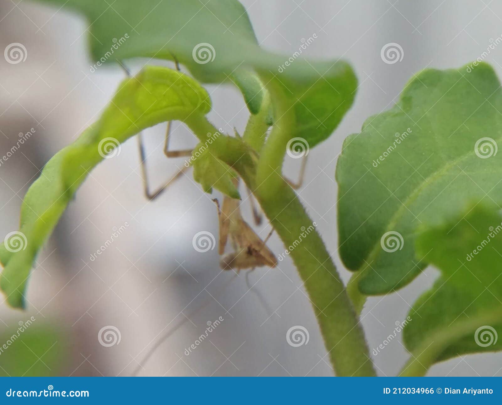 Praying Mantis Waiting for the Meat Stock Photo - Image of meat, leaves ...