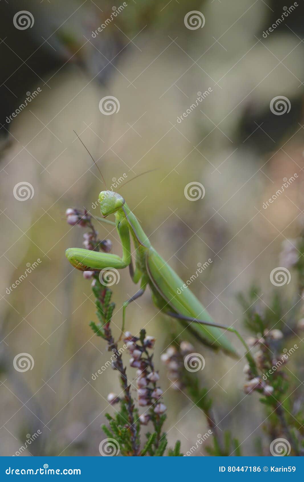 Praying mantis stock photo. Image of square, portrait - 80447186