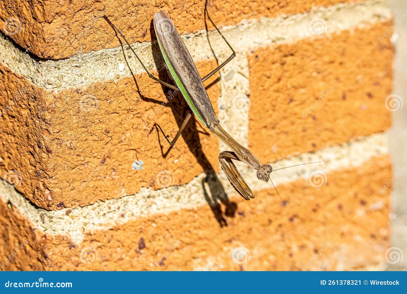 Praying Mantis Walking Down a Brick Wall of an Apartment Building Stock ...