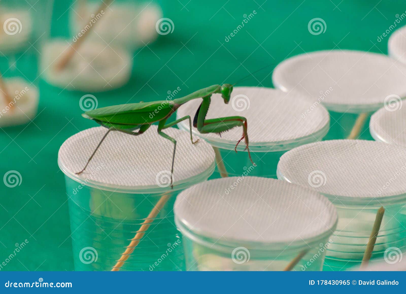 Praying Mantis Walking on Glass Jars Stock Image - Image of predator ...