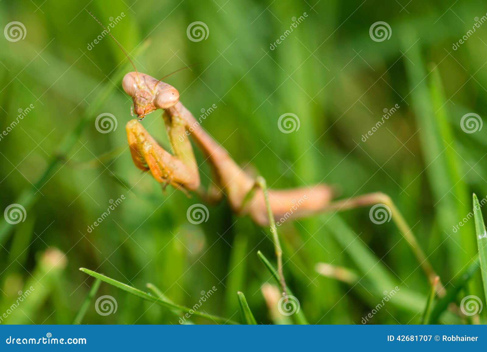 Praying Mantis Walking in Grass Stock Image - Image of basalis, species ...