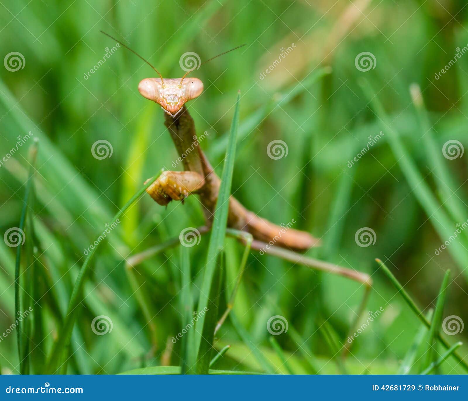 Praying Mantis Walking in Grass Stock Image - Image of animal, people ...