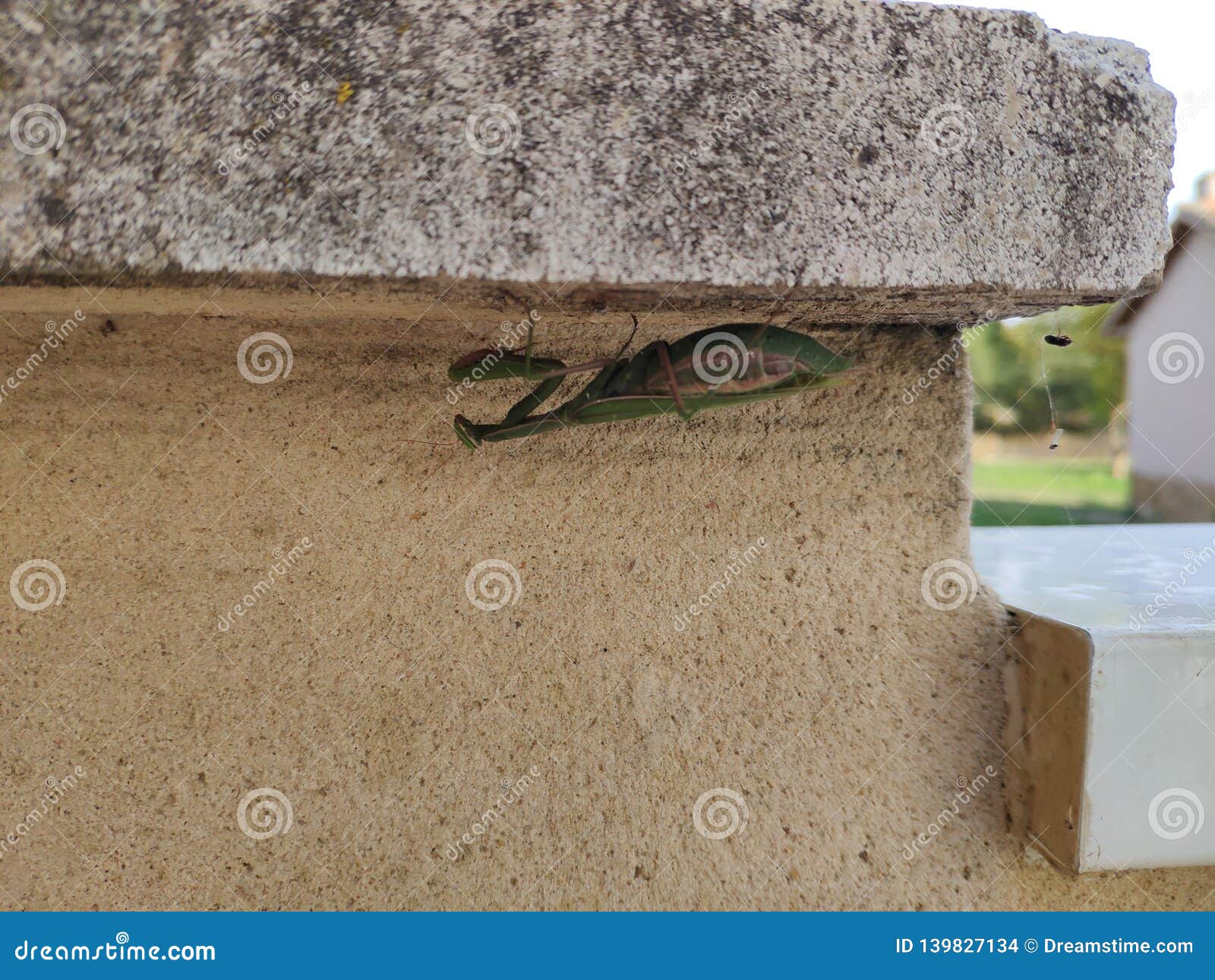Praying mantis on a wall stock photo. Image of close - 139827134