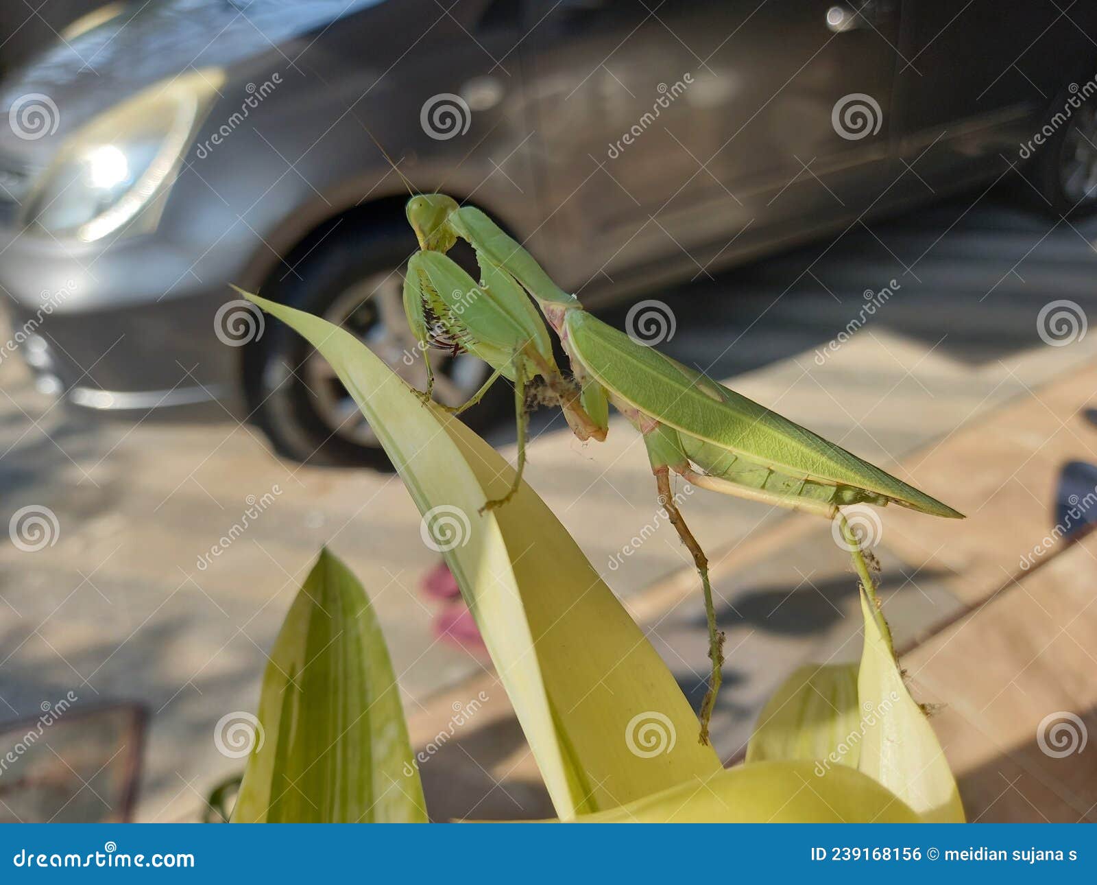 Praying Mantis Wants a Vehicle Stock Photo - Image of praying ...
