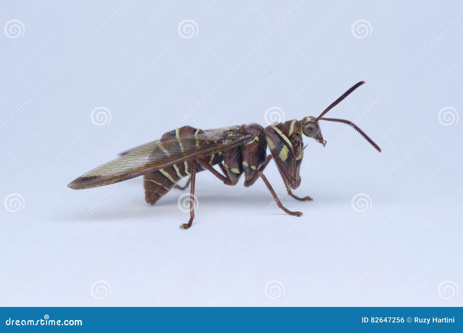 Praying Mantis Wasp stock photo. Image of mantis, mantidfly - 82647256