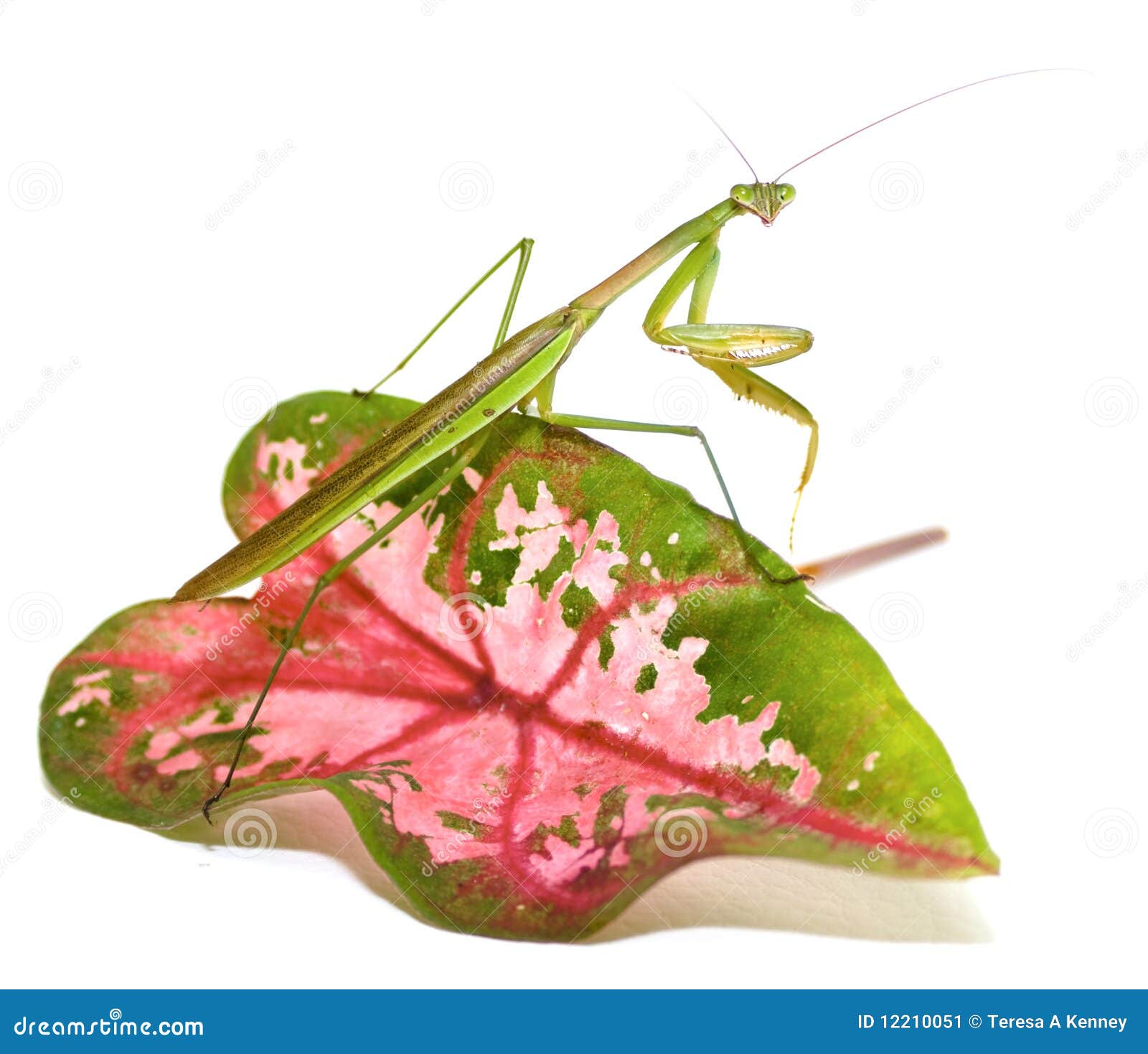 Praying Mantis on White stock image. Image of north, america - 12210051