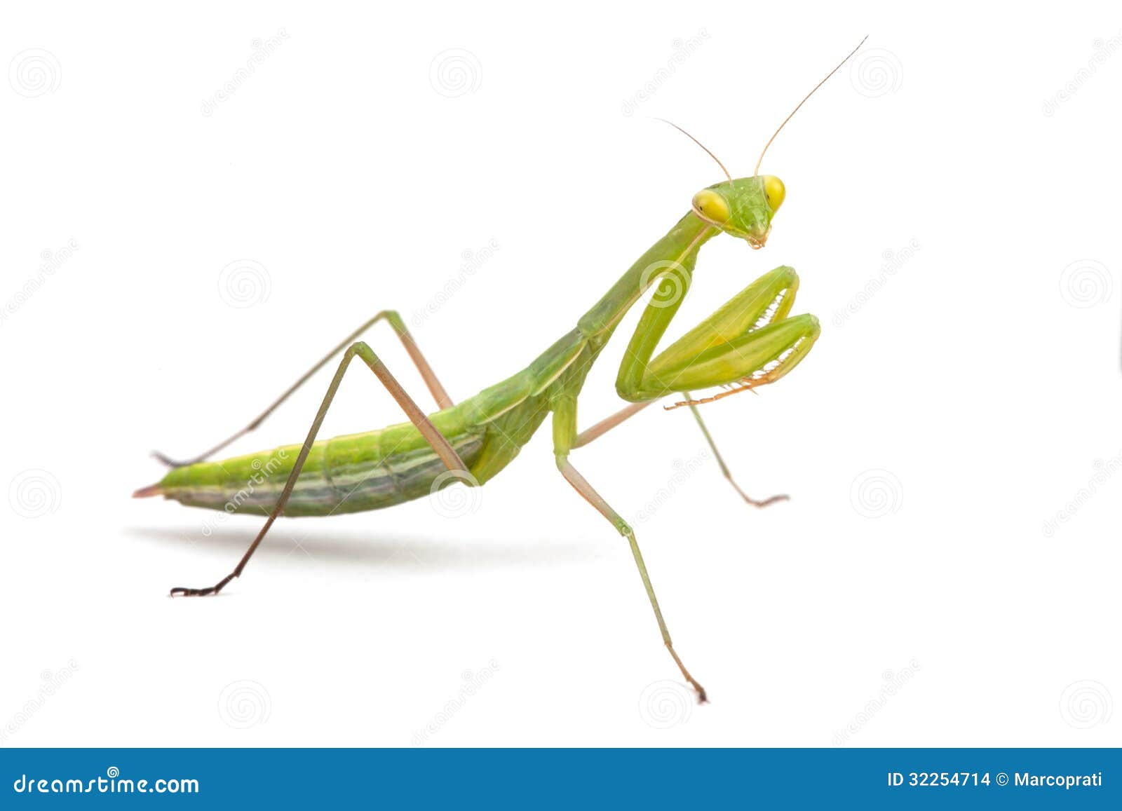 Praying mantis stock photo. Image of european, species - 32254714