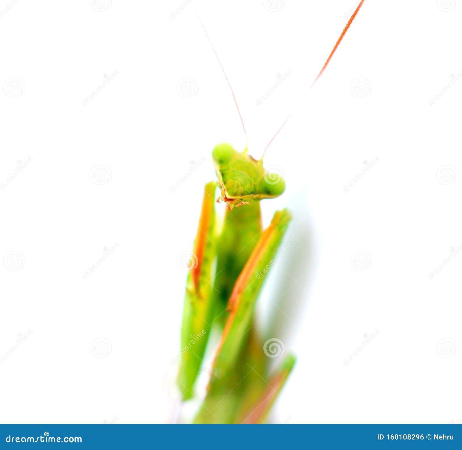 Praying Mantis on White Background Stock Photo - Image of green, mantid ...