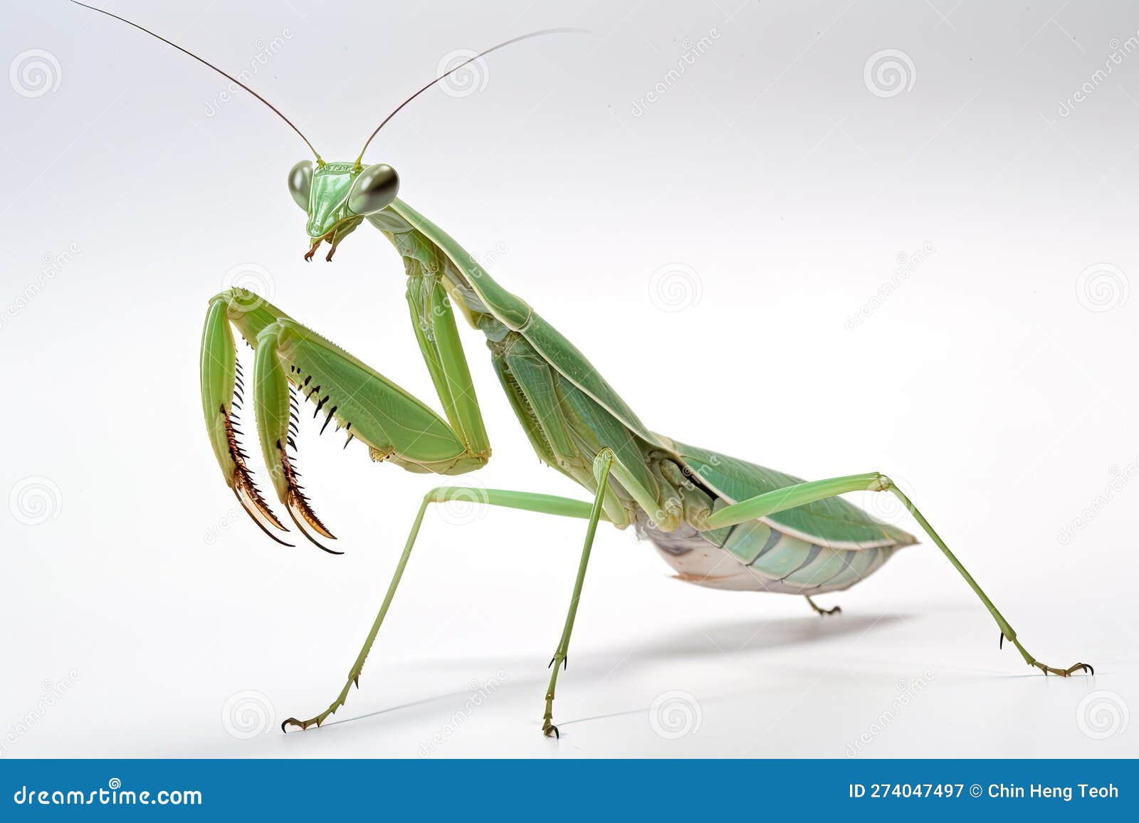 Mantis Religiosa, Various Images, Vector, Black, Silhouette, Nature ...