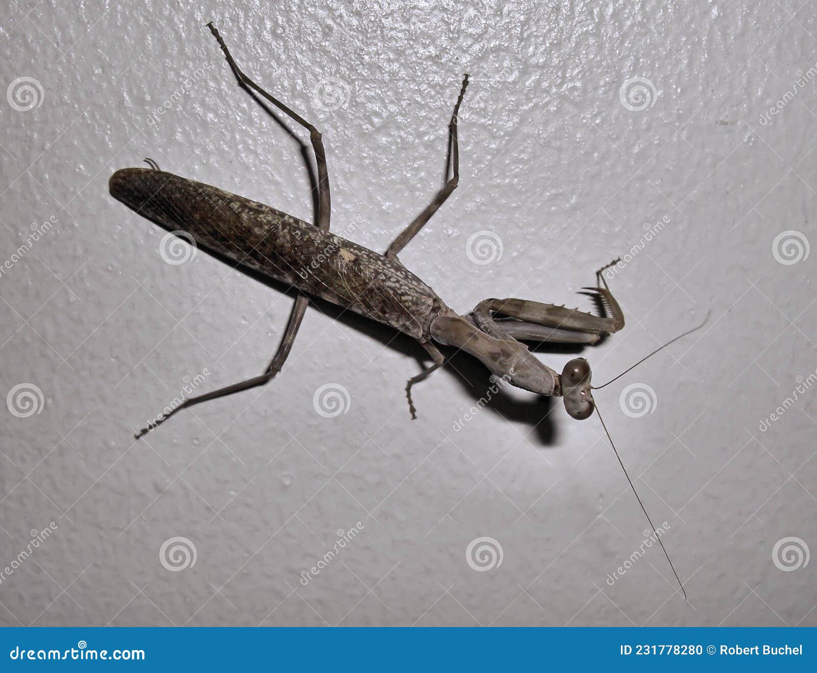 Praying Mantis on a White Background on the Philippines December 12 ...