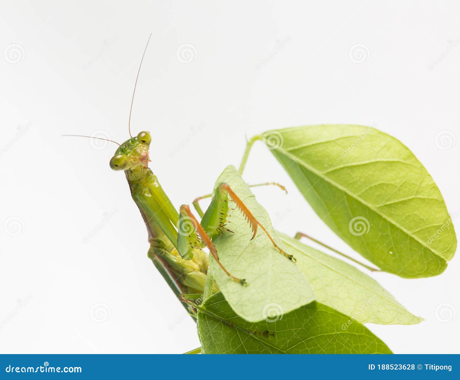 Praying Mantis. on White Background Stock Photo - Image of background ...