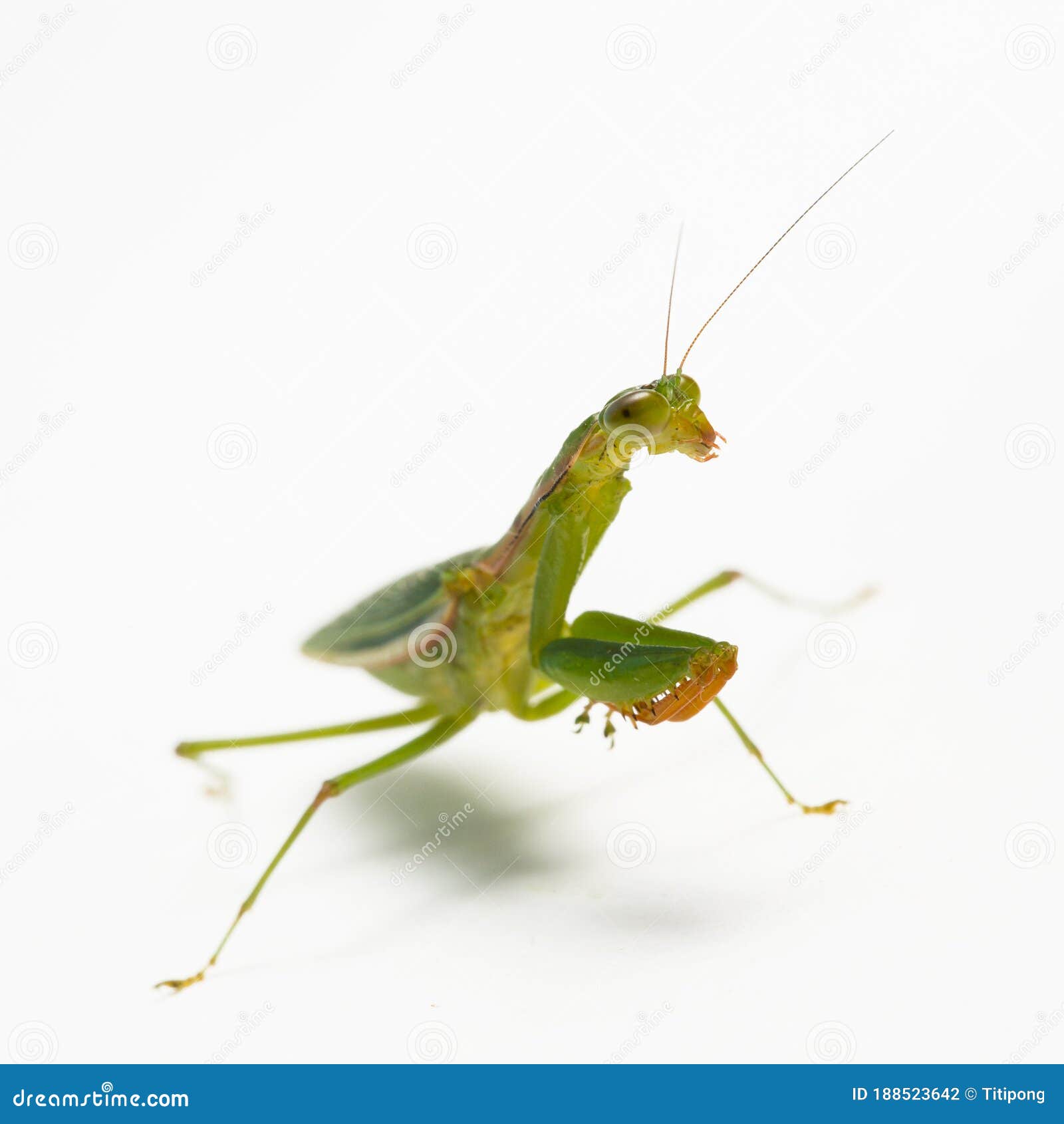Praying Mantis. on White Background Stock Photo - Image of close, hunt ...