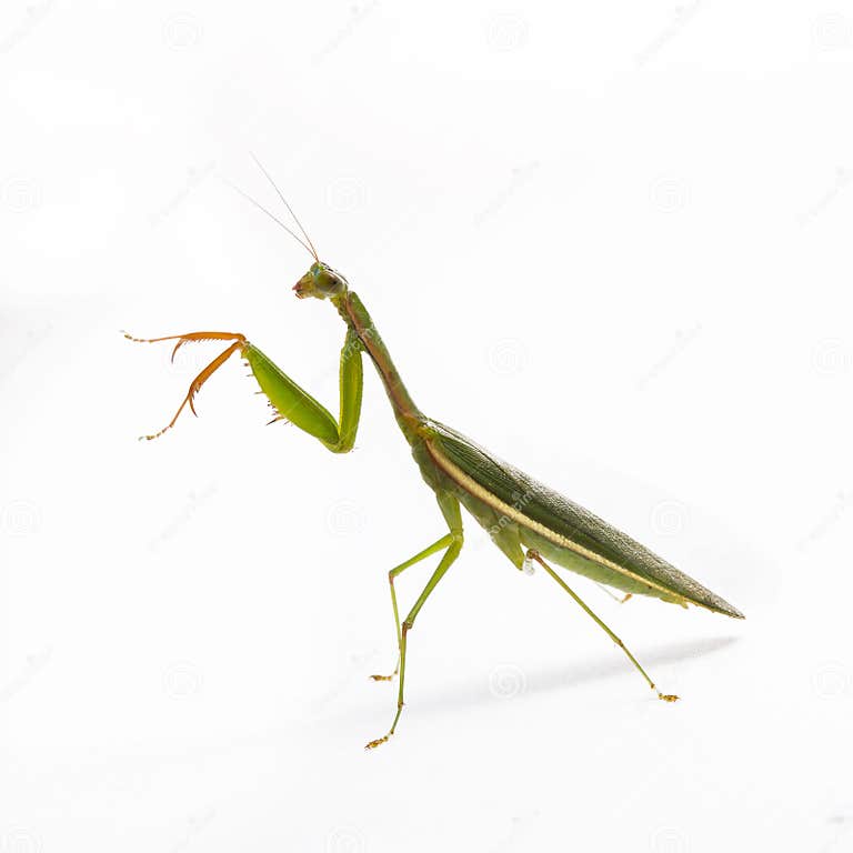 Praying Mantis. on White Background Stock Photo - Image of hunt ...