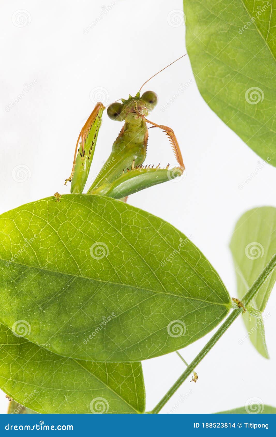 Praying Mantis. on White Background Stock Photo - Image of camera ...