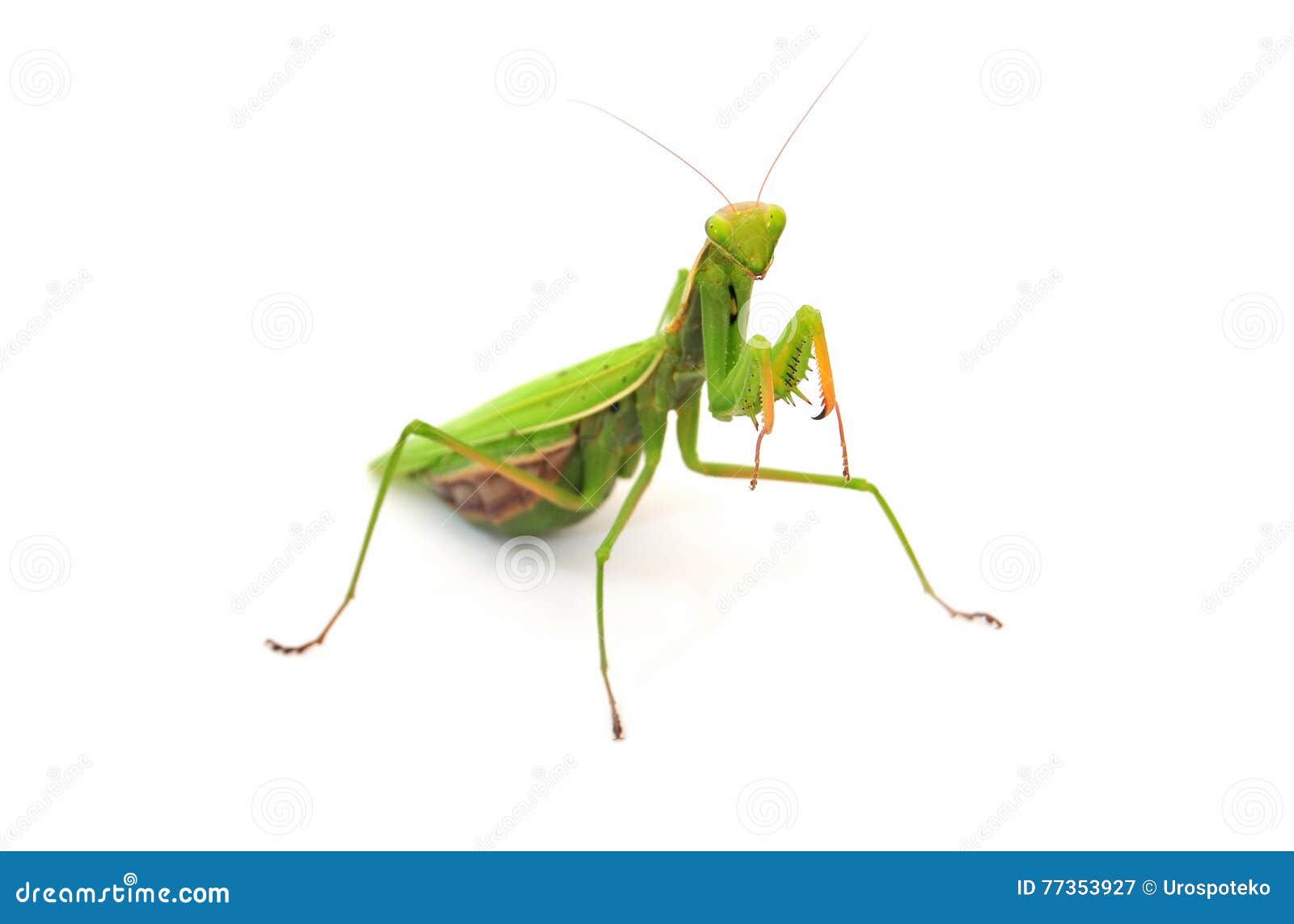 Praying Mantis on White Background Stock Image - Image of arthropod ...