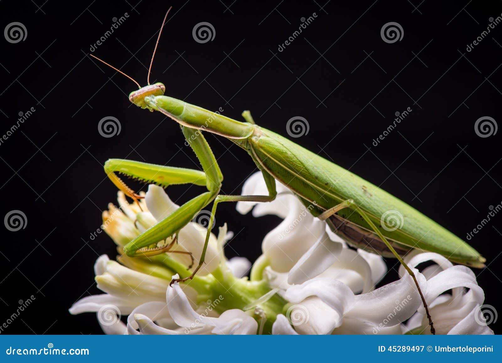 Praying Mantis on White Flower Stock Image - Image of white, green ...