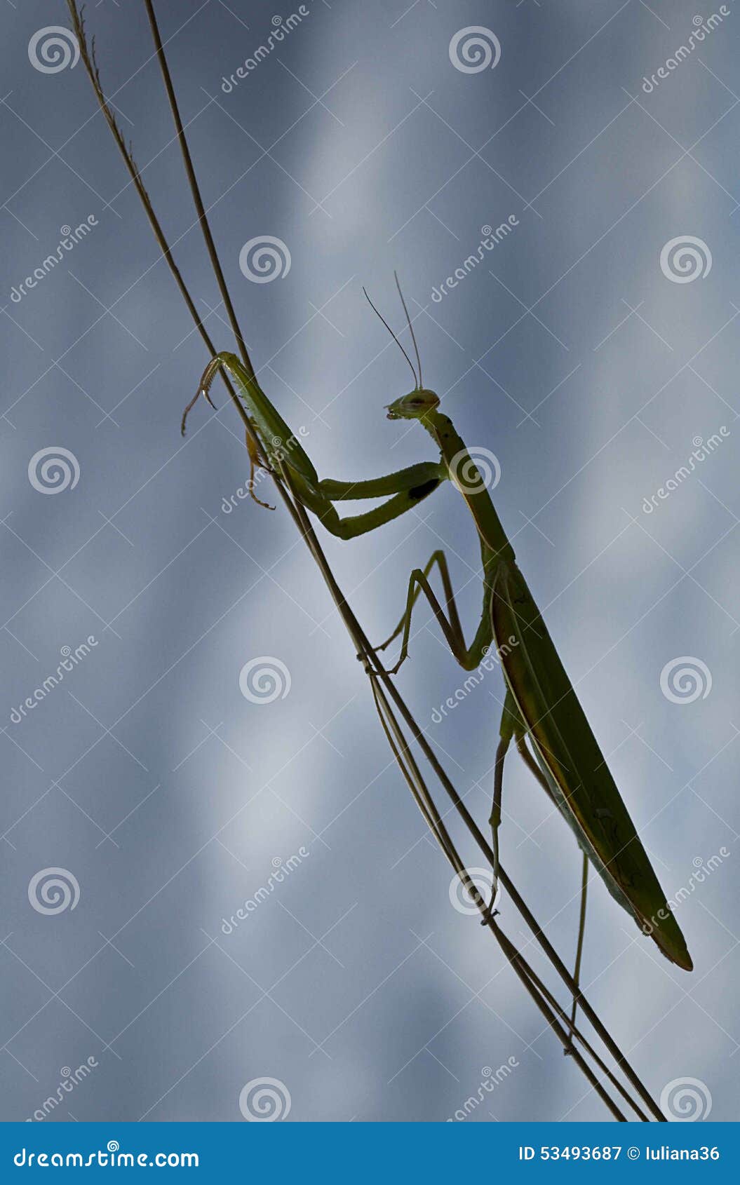 Praying mantis stock image. Image of nature, prayer, little - 53493687