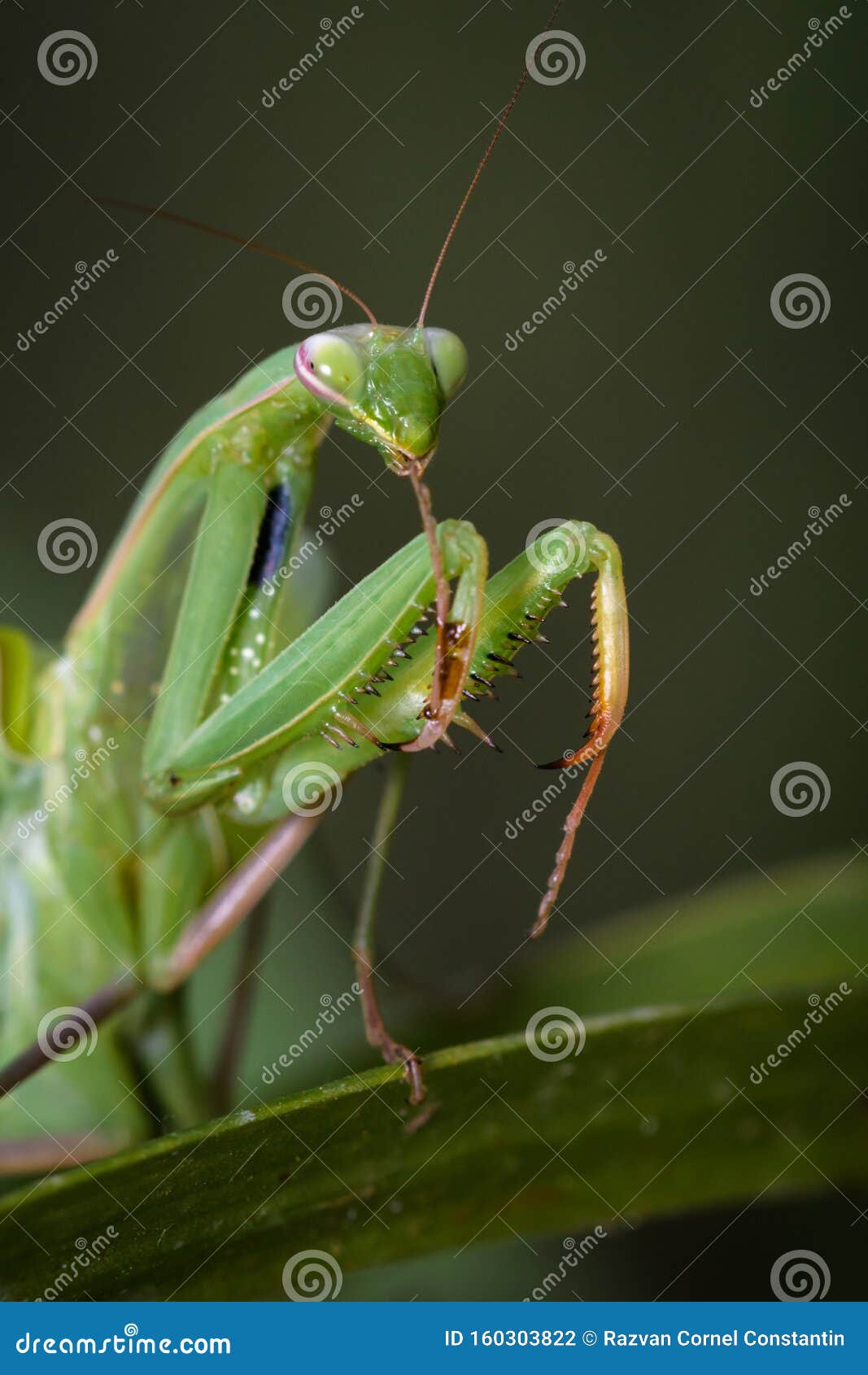 Praying Mantis in the Wild - Mantis Religiosa Stock Photo - Image of ...