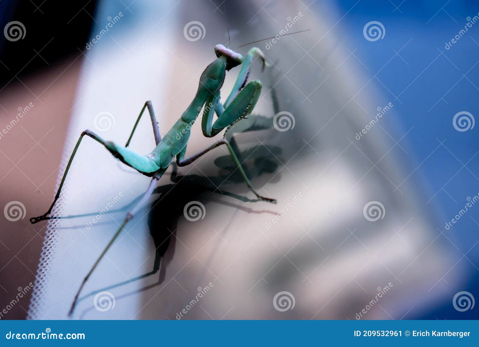 Praying Mantis on a Windscreen Stock Image - Image of abstract ...
