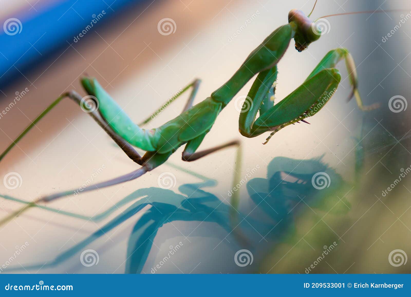 Praying Mantis on a Windscreen Stock Image - Image of predator ...
