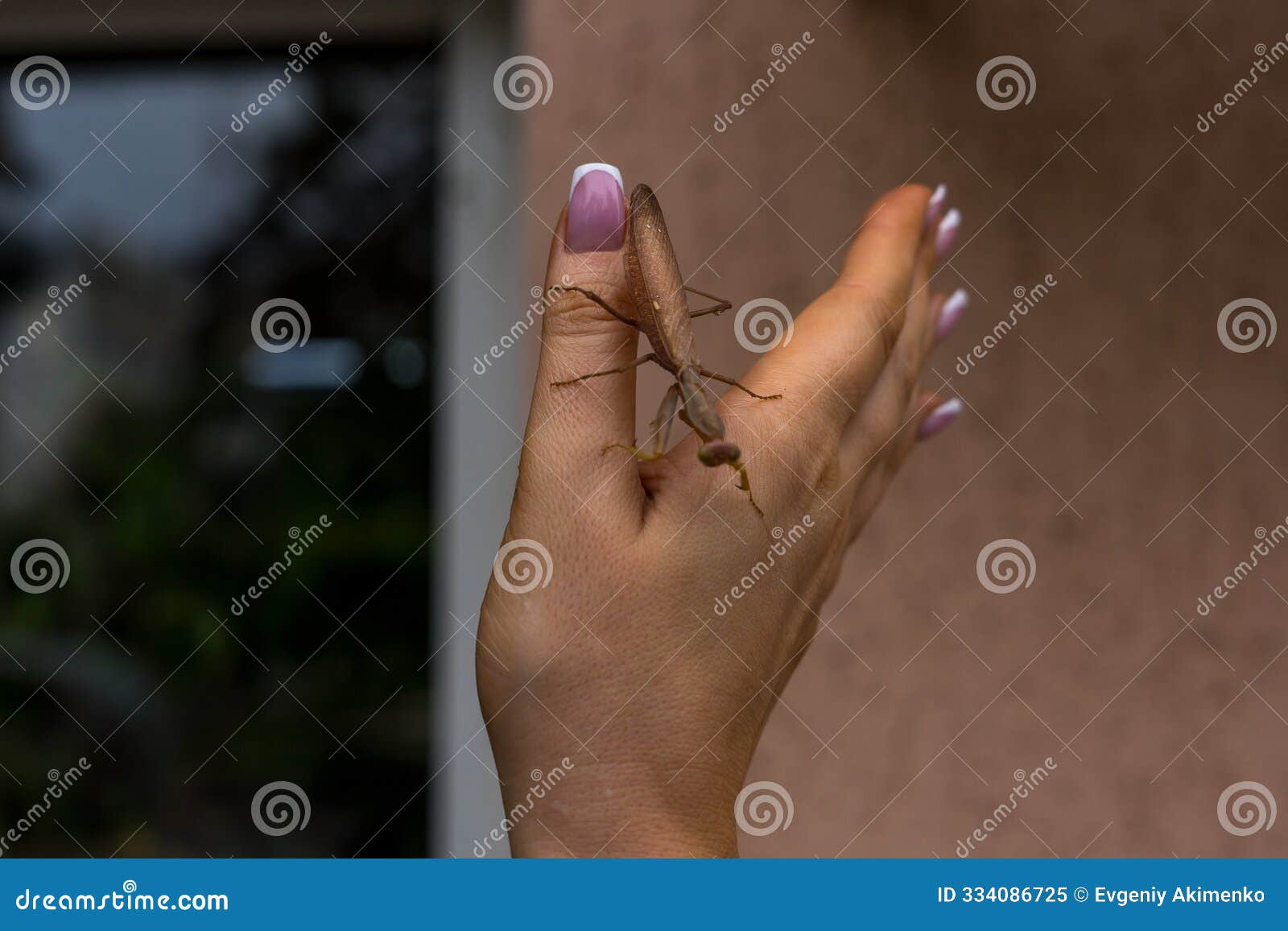 Praying Mantis on a Woman& X27;s Hand Stock Image - Image of mantis ...