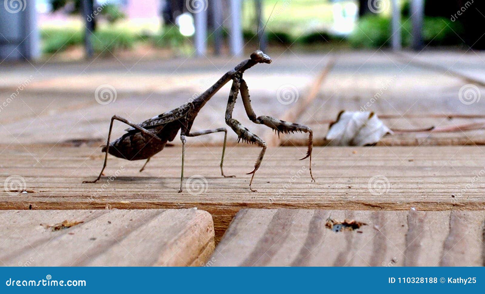 Praying Mantis on Wood Porch Deck Stock Photo - Image of praying, wood ...