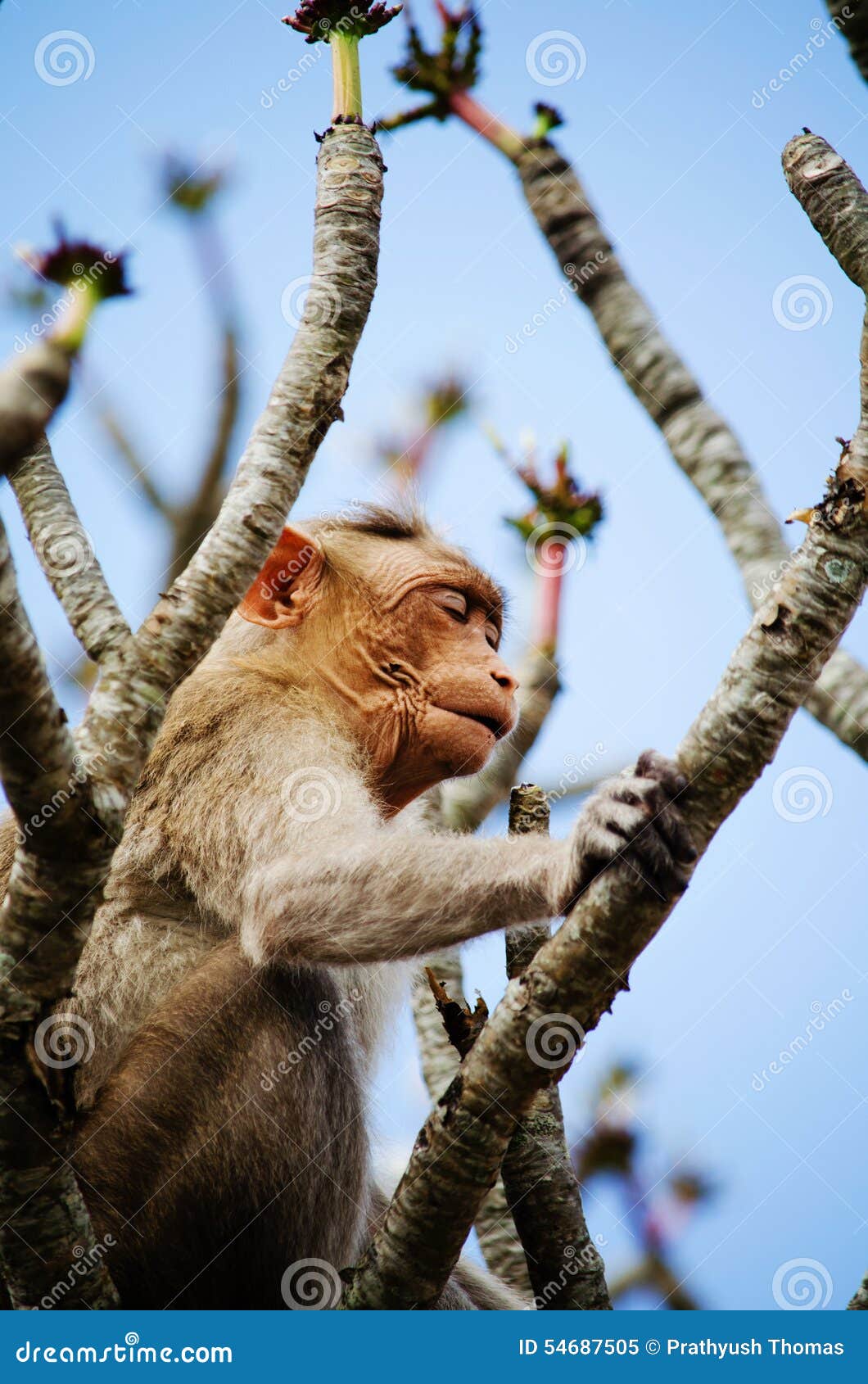 Praying Monkey stock image. Image of wildlife, mammals - 54687505