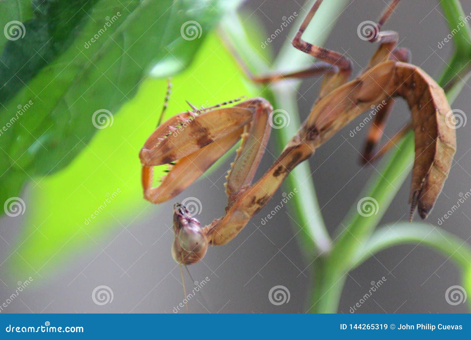 The Praying Philippine Mantis Stock Image - Image of philippine, mantis ...