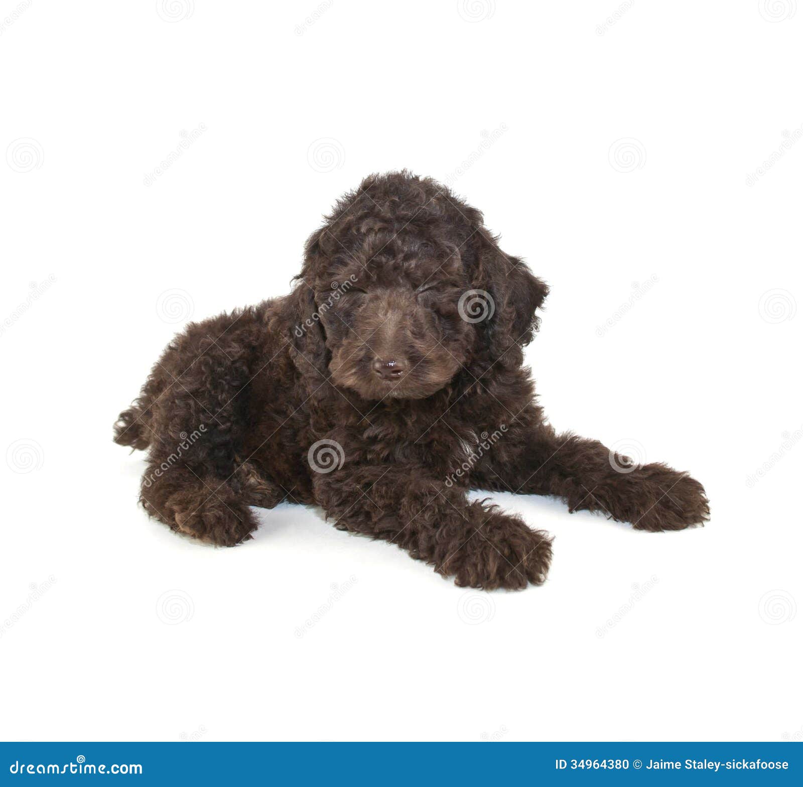 Praying Poodle stock photo. Image of poodle, card, animal - 34964380