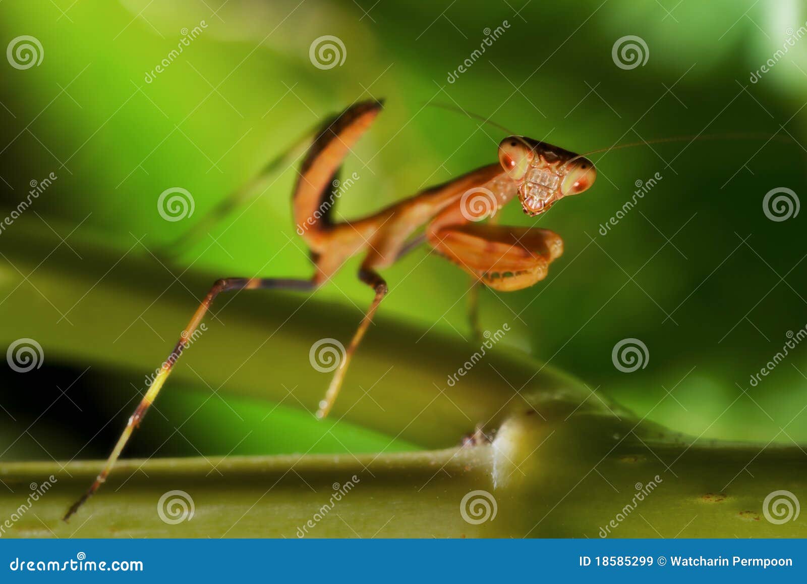 Praying,Praying Mantis,Mantis Look. Stock Image - Image of danger ...