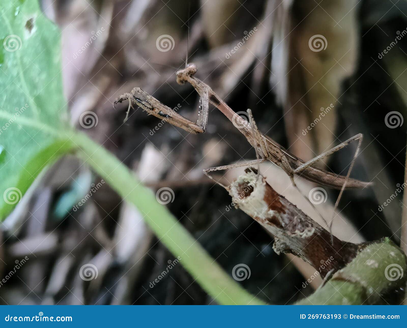 Praying praying mantis stock image. Image of wildlife - 269763193