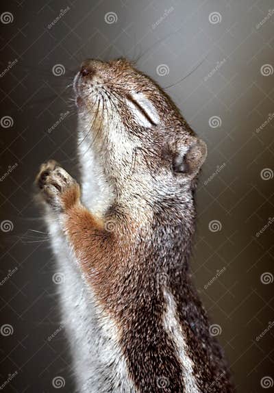 Praying Squirrel stock image. Image of furry, mephoto - 10596025