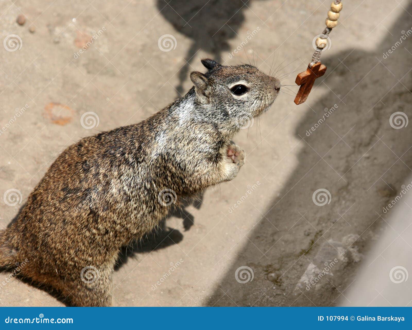 Praying Squirrel Picture. Image: 107994