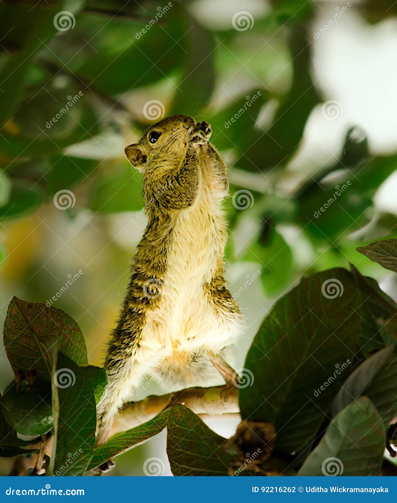 Praying squirrel on tree stock photo. Image of animal - 92216262