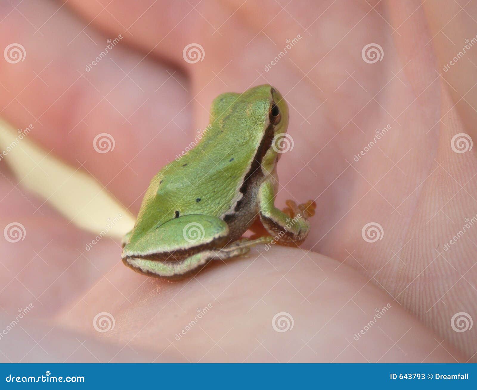 Praying Tree Frog stock image. Image of position, tree - 643793