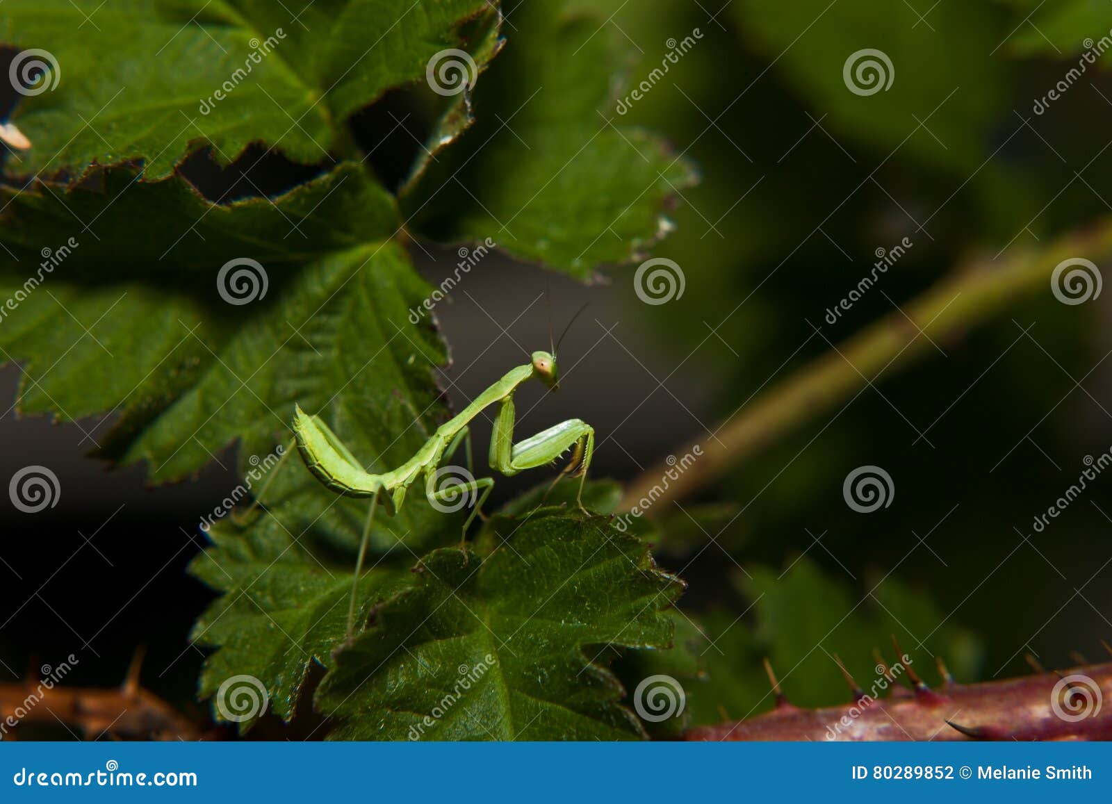 Praying for Wine stock photo. Image of praying, leaves - 80289852
